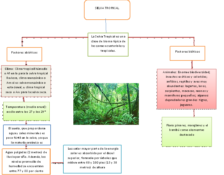selva :: GEOGRAFIA Y MEDIO AMBIENTE